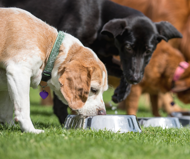 Pollo: uno de los alimentos más recomendados para perros