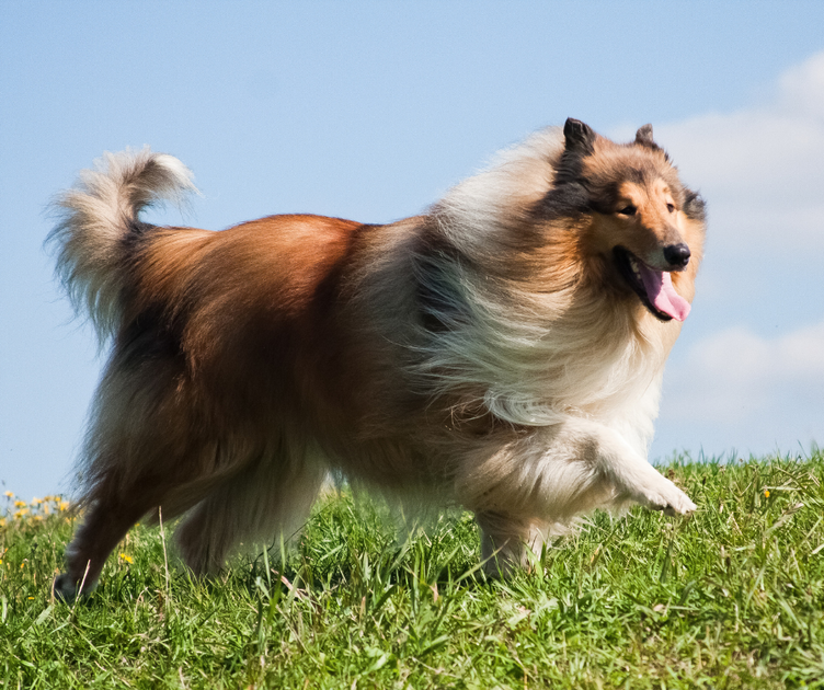 Son Los Collies Pelo Dificil De Recortar