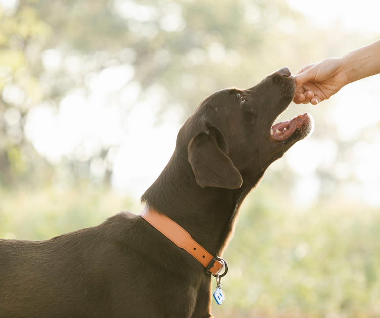 Legumbres, granos y semillas adecuados para perros